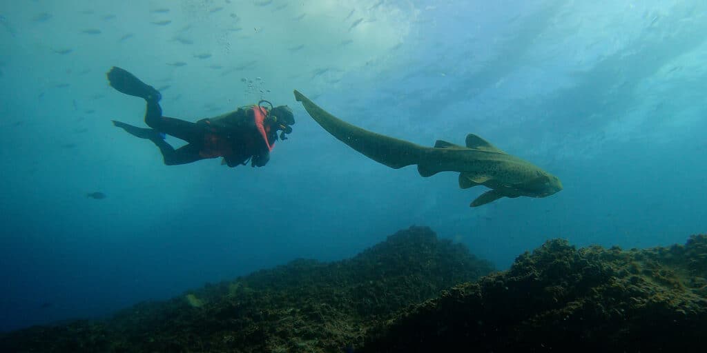 scuba diving byron bay julian rocks dive site byron bay dive centre ...
